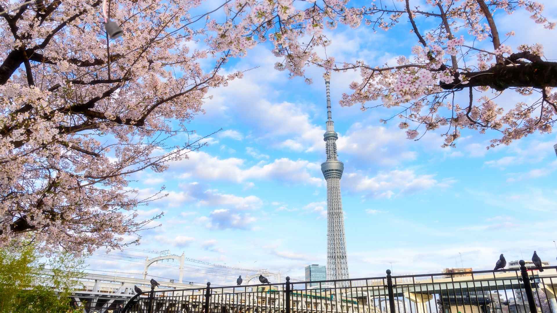 Tour Du Lịch Ngắm Hoa Anh Đào Sớm 2025: Tokyo – Phú Sĩ – Nagoya – Kyoto ...